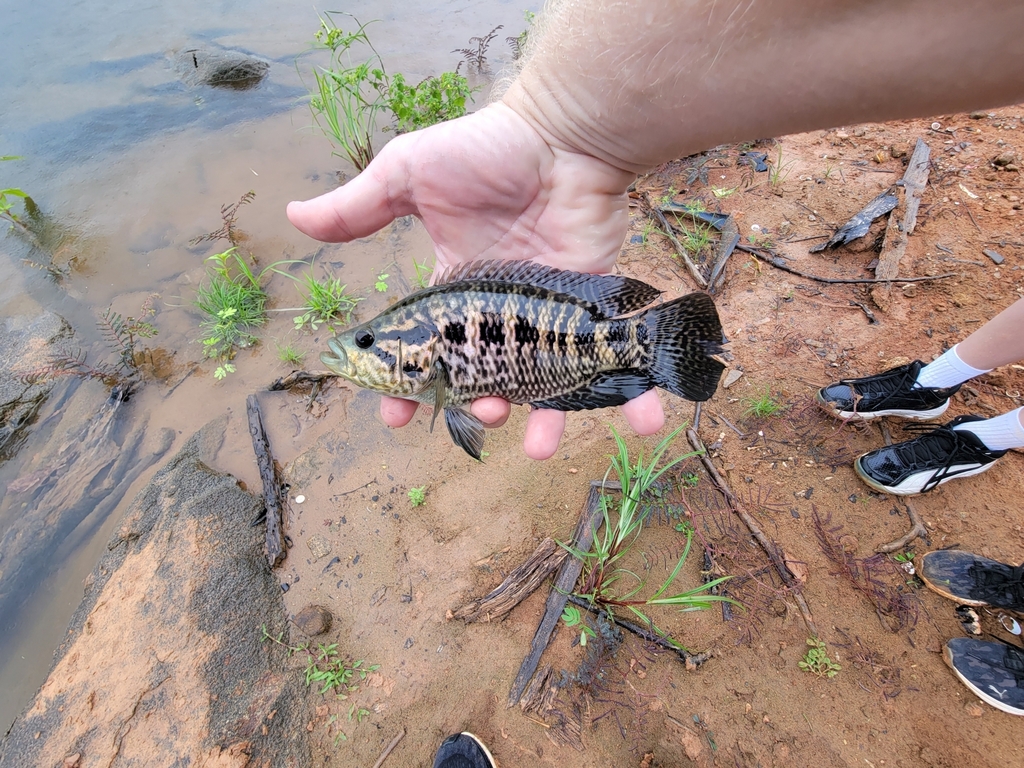 Jaguar Guapote from Caonillas Abajo, Utuado, Puerto Rico on July 2 ...