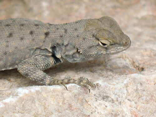 Subespecie Sceloporus merriami sanojae · NaturaLista Colombia
