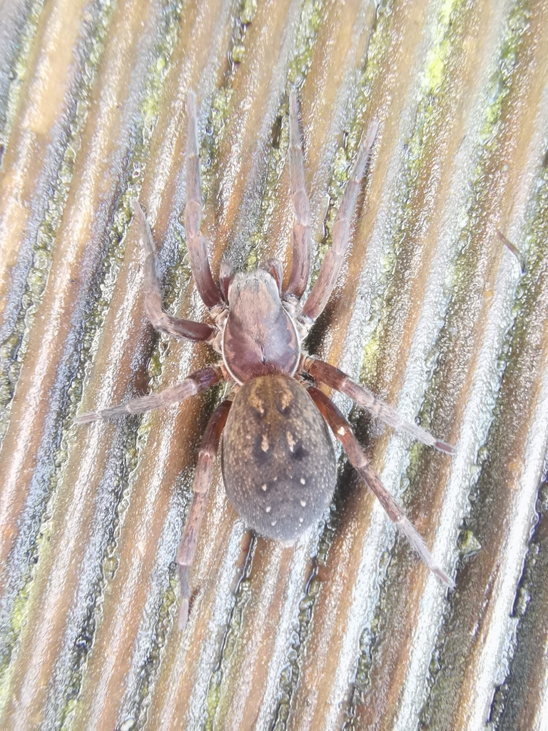Vagrant Spiders from Wellington on July 04, 2022 at 02:21 PM by Richard ...