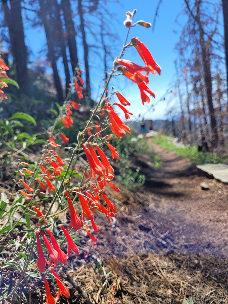 Bridges' penstemon from San Bernardino County, CA, USA on July 3, 2022 ...