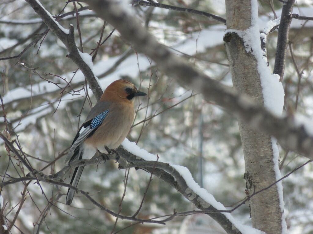 Eurasian Jay from 日本、〒041-1354 北海道亀田郡七飯町大沼町 on February 27, 2016 at 09: ...