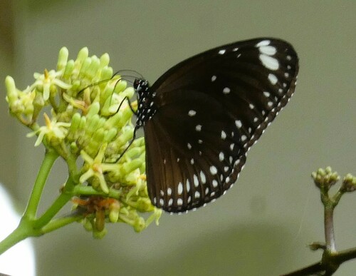 Blue Spotted Crow (Subspecies Euploea midamus singapura) · iNaturalist