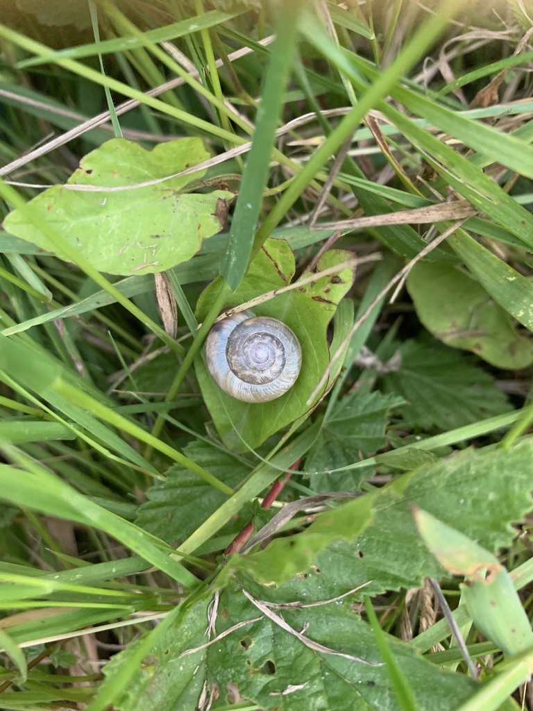 Kentish Snail from Redgrave and Lopham Fens, Breckland, England, GB on ...
