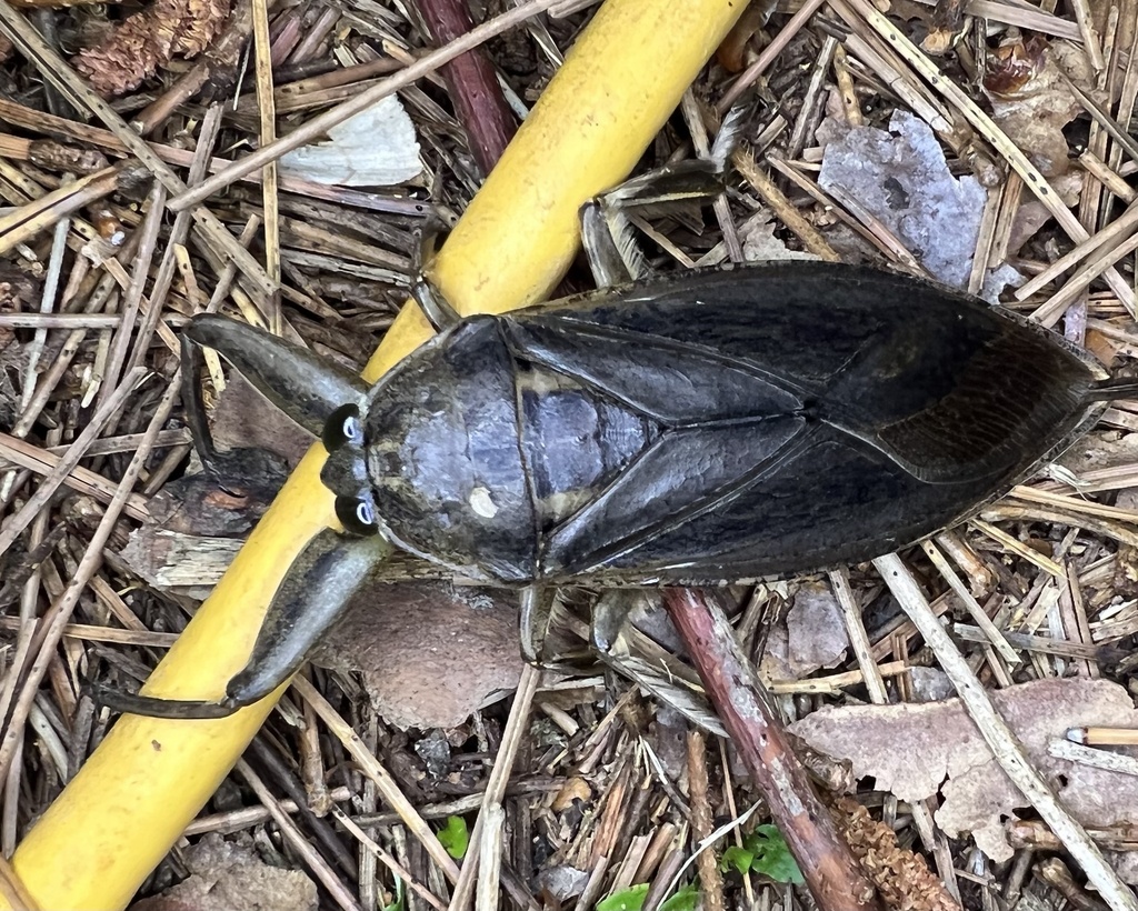 American Giant Water Bug from Ashford Dr, Plover, WI, US on July 06 ...