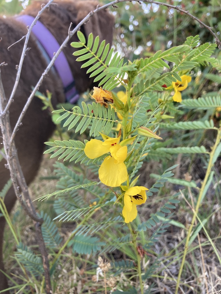 partridge pea from W Sherman Dr, Aubrey, TX, US on July 06, 2022 at 07: ...