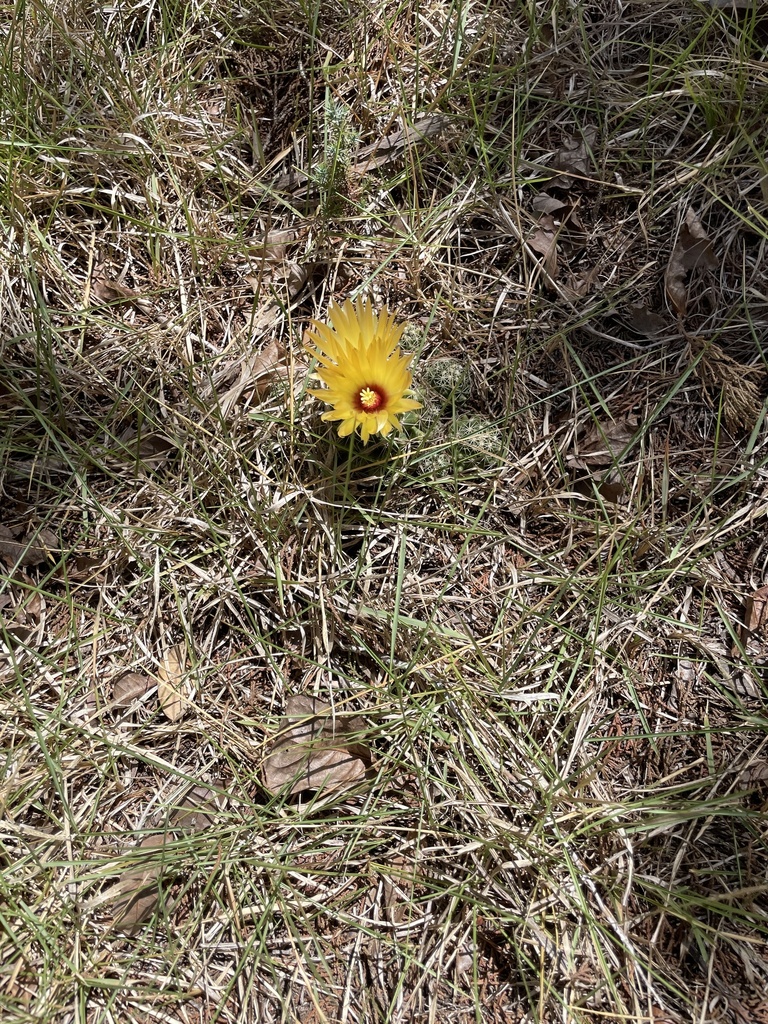 Grooved nipple cactus from Onion Creek Ranch Rd, Driftwood, TX, US on ...