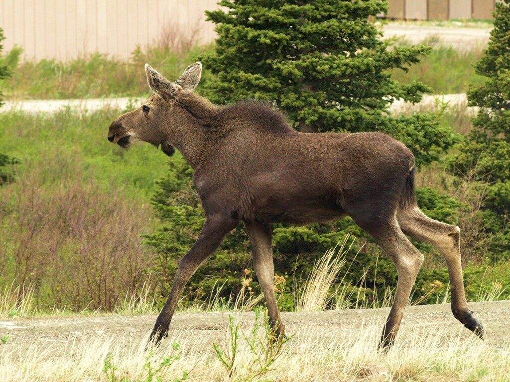Alaskan Moose (Alces alces gigas) - Know Your Mammals
