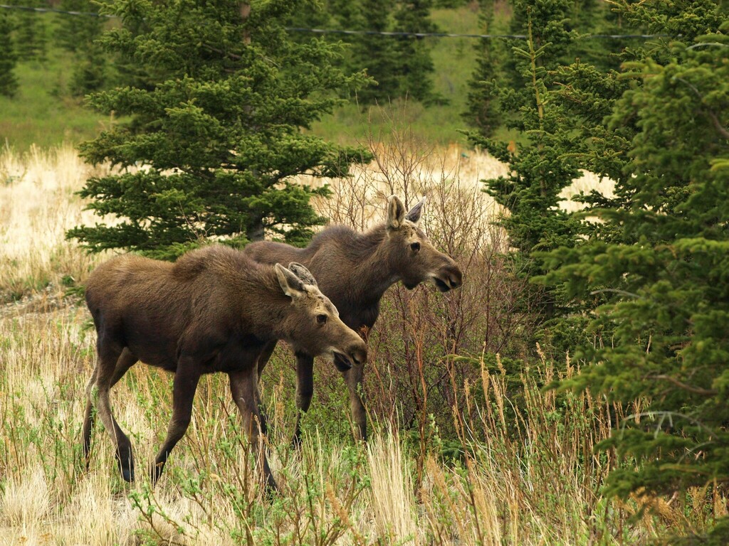 Alaskan Moose (Alces alces gigas) - Know Your Mammals