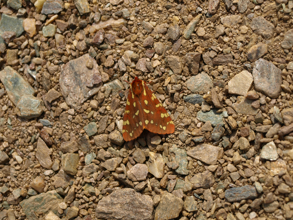 St. Lawrence Tiger Moth from Healy, AK, USA on June 21, 2013 at 12:28 ...