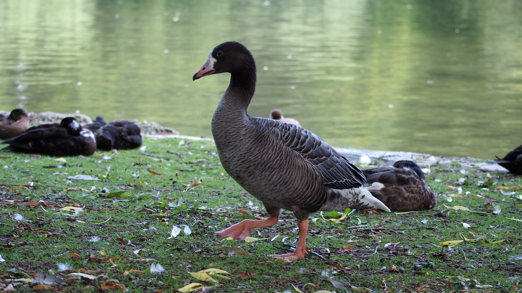 Grey Geese in July 2022 by Vincent W.. Anser anser x Anser canagicus ...