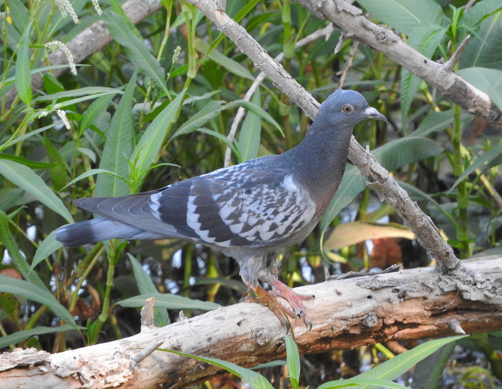 Feral Pigeon from Midland, TX, USA on June 26, 2022 at 09:48 PM by ...