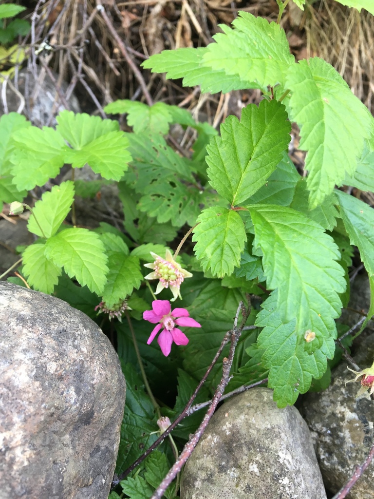 Arctic raspberry from 880 30, Näsåker, Västernorrlands Län, SE on July ...