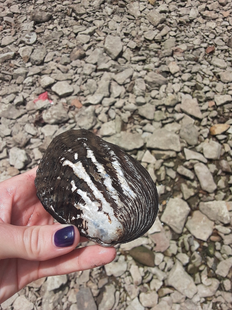 Three-ridge Mussel from Mission Lake, Kansas City, MO, USA on July 06 ...