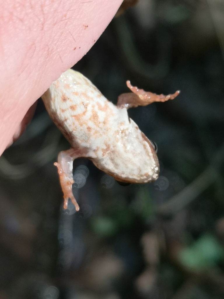 European Common Frog from Sirač, HR-BB, HR on July 06, 2022 at 09:16 AM ...