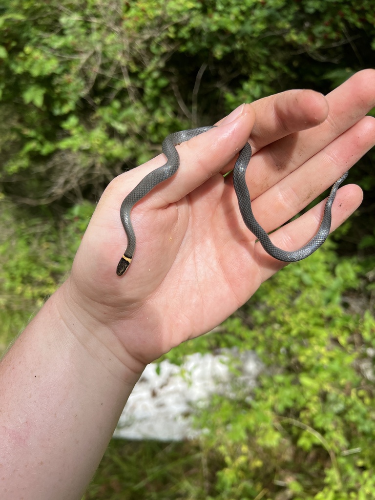 Northern Ringneck Snake in July 2022 by Kyle Klotz · iNaturalist