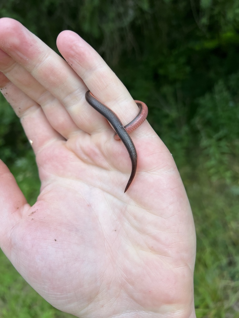 Eastern Worm Snake in July 2022 by Kyle Klotz · iNaturalist