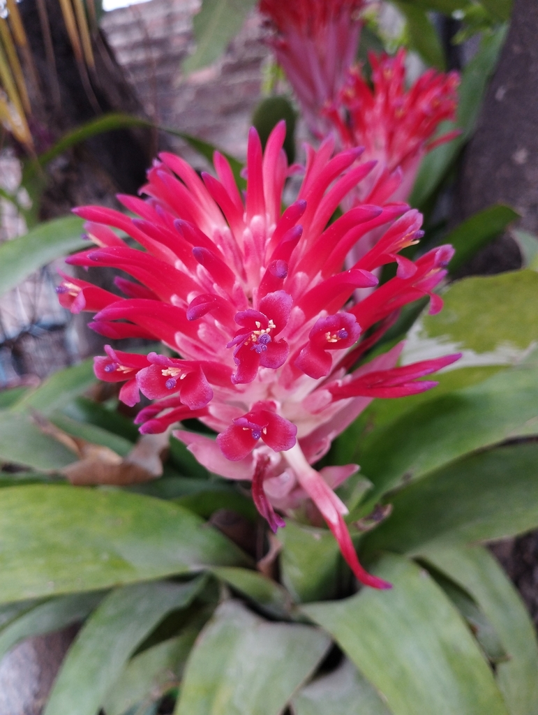 Fool Proof Plant from Emiliano Zapata, Jal., México on July 6, 2022 at ...