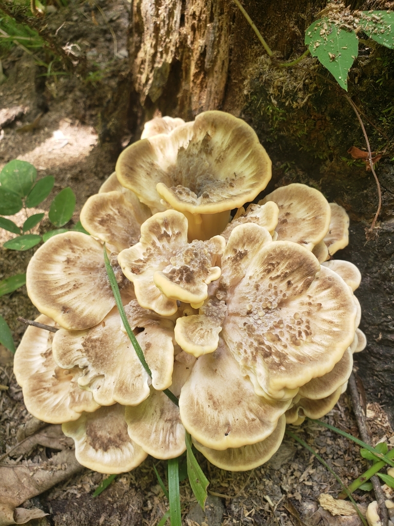 Black-staining Polypore from Missouri, US on July 06, 2022 at 01:10 PM ...