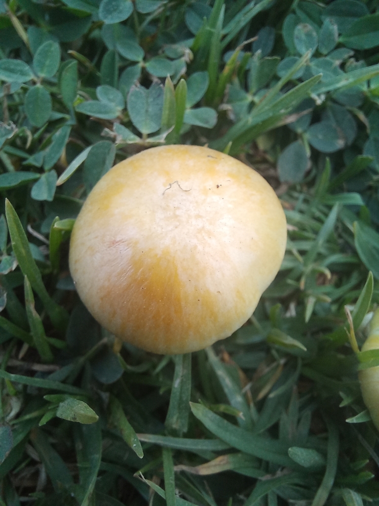 Bolbitius titubans vitellinus from Cartagena, Valparaíso, Chile on July ...