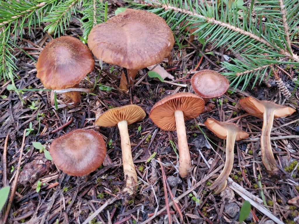 cinnamon webcap from Mammoth, WY 82190, USA on June 28, 2022 at 03:32 ...