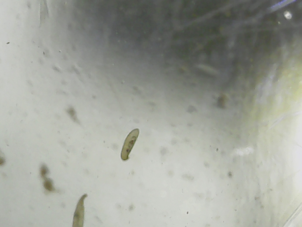Loxodes from Vargem Grande, Petrópolis - RJ, Brasil on July 05, 2022 at ...