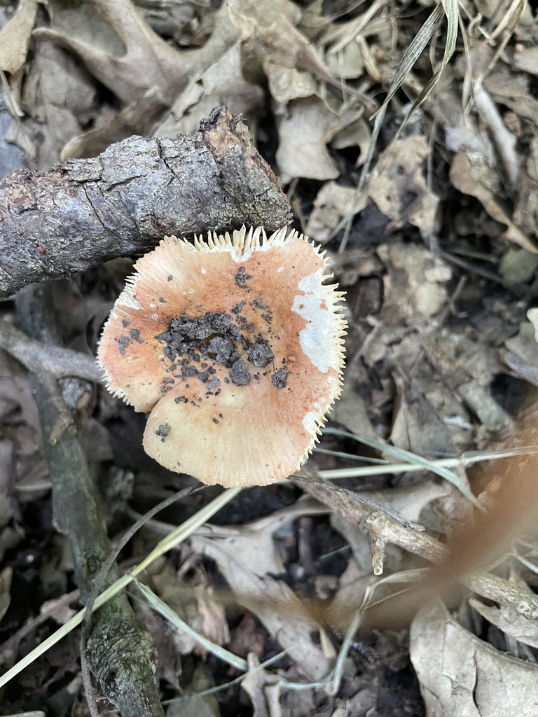 ruby dapperling from Herington, KS, US on July 06, 2022 at 10:14 AM by ...