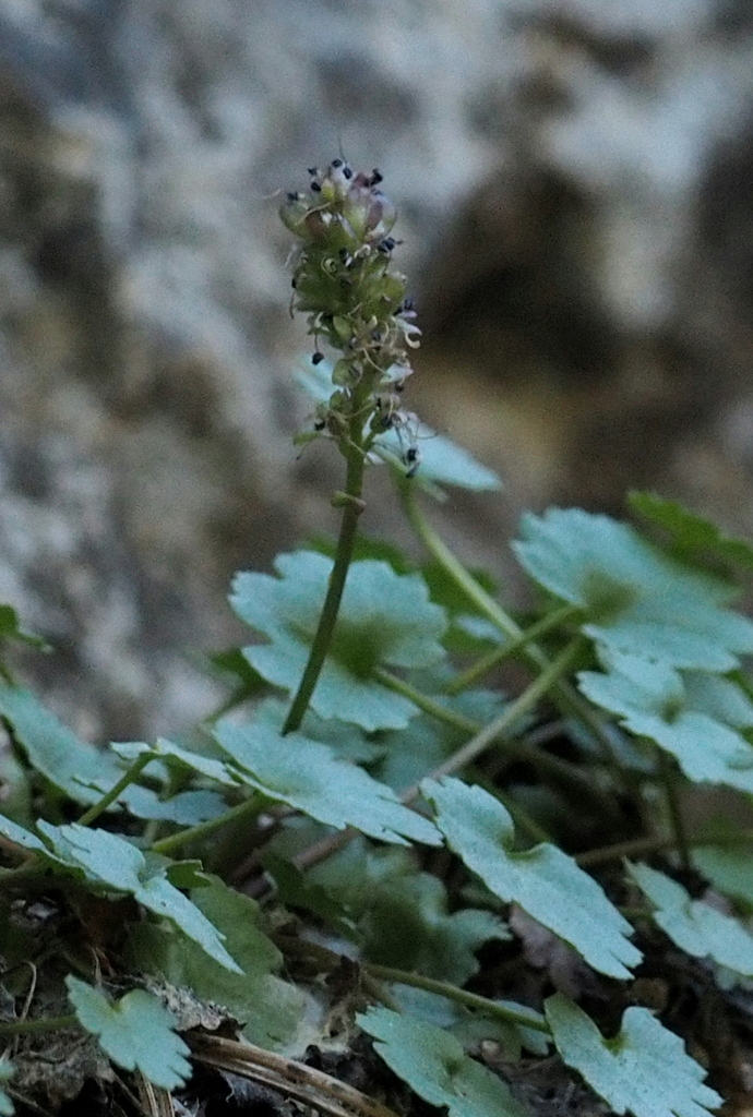Synthyris from Mt Charleston, NV 89124, USA on July 06, 2022 at 06:43 ...