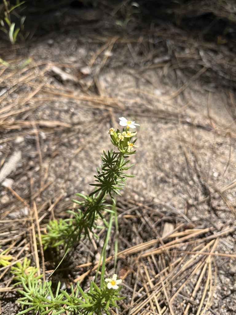 Nuttall's Linanthus from El Dorado County, CA, USA on June 30, 2022 at ...