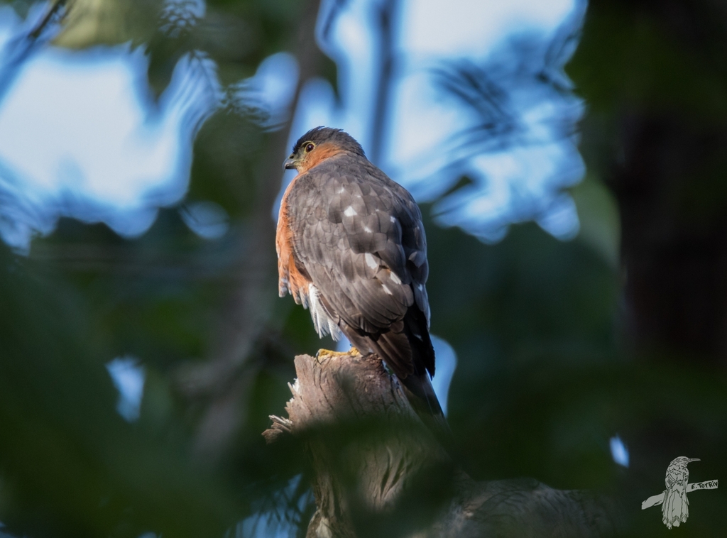 Puerto Rican Sharp-shinned Hawk in February 2021 by Eric Torres ...