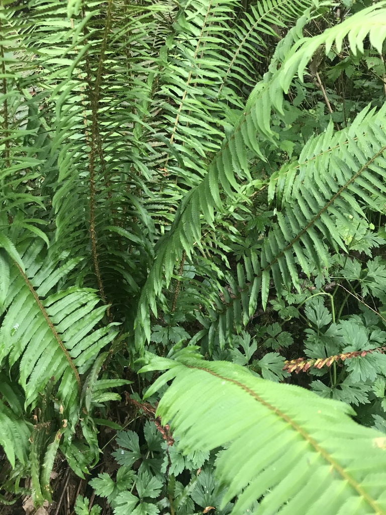 western sword fern from Tryon Creek State Natural Area, Portland, OR ...