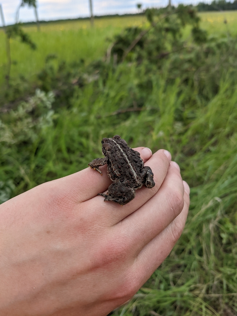 Western Toad from Williams Lake, BC V2G 5M1, Canada on July 06, 2022 at ...
