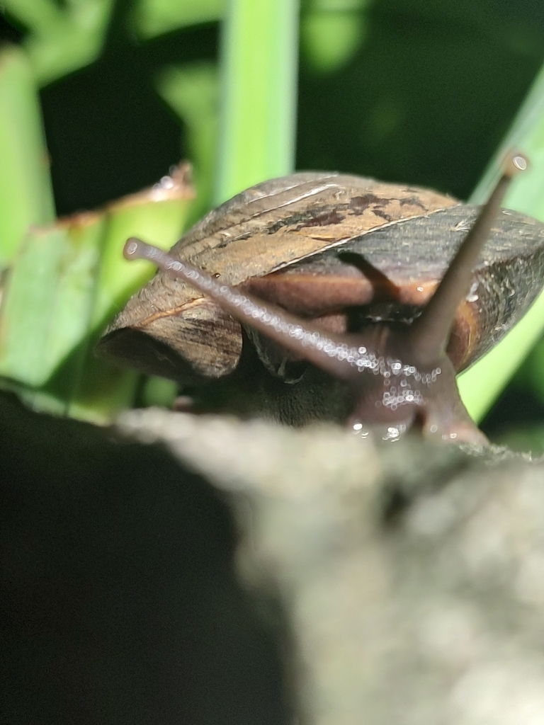 Puerto Rican Tree Snail from Cubuy, Canóvanas, Puerto Rico on July 06 ...