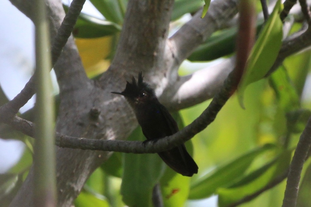 Antillean Crested Hummingbird from Cabezas, Fajardo 00738, Puerto Rico ...