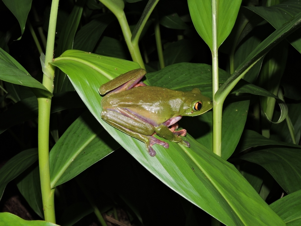 Blue-sided Tree Frog in June 2022 by Víctor Acosta Chaves · iNaturalist