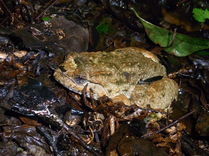 Namie's frog in October 2011 by T. Yoshida. Old observation at Okinawa ...