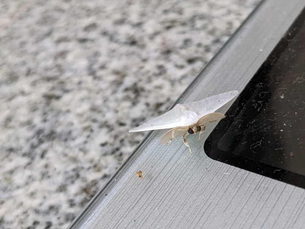 Butterflies and Moths from Kunjibettu, Udupi, Karnataka, India on July ...