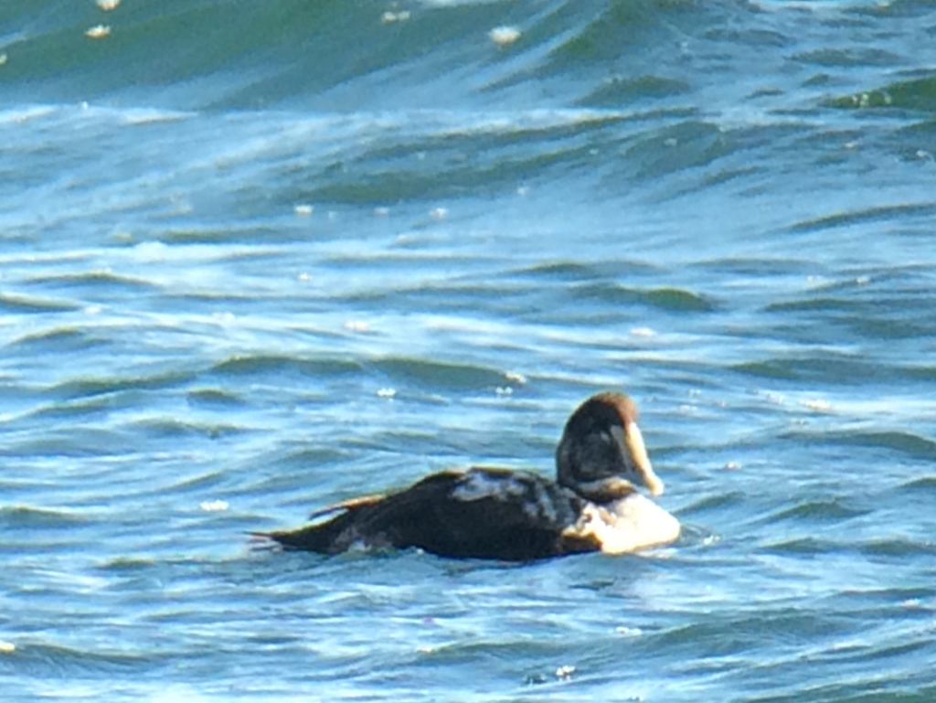 Common Eider from Stratford, CT, USA on November 27, 2016 at 11:40 AM ...