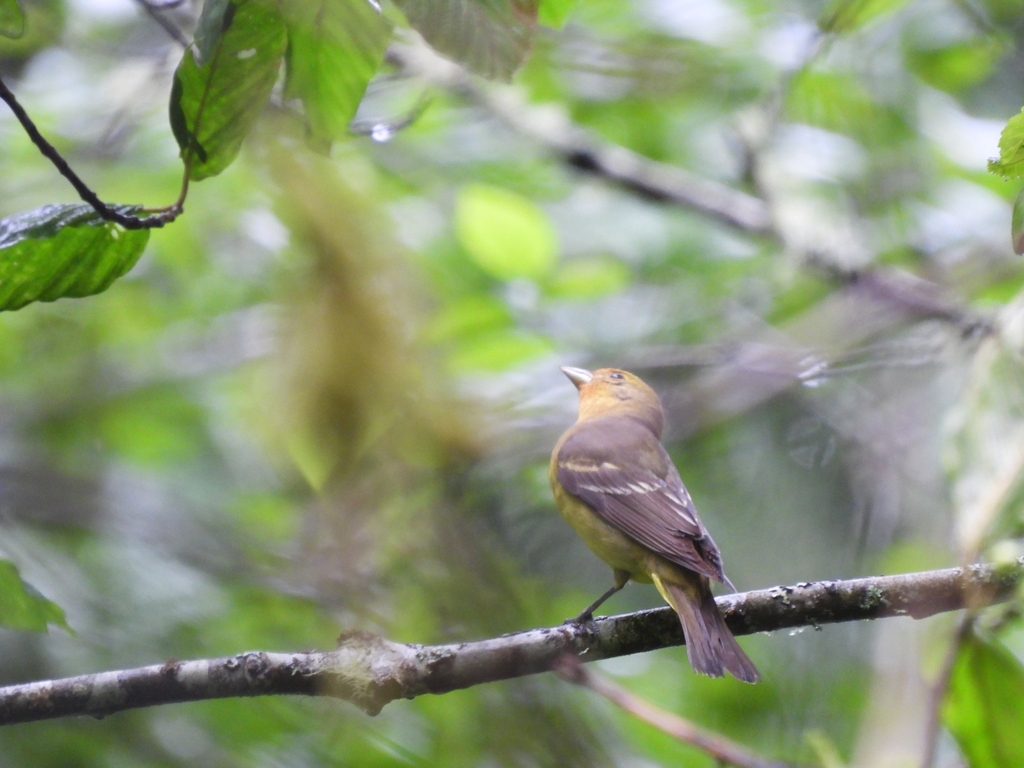 Western Tanager from Hamilton Marsh Nature Trail on July 07, 2022 at 01 ...
