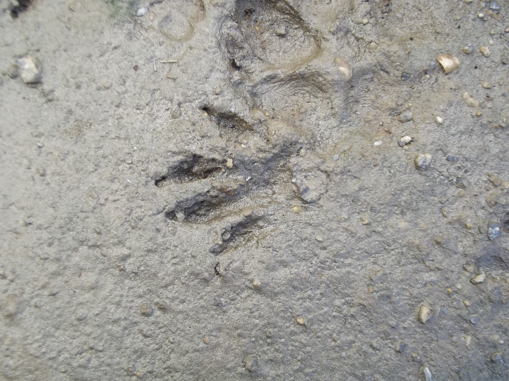 Southern Marsh Mongoose from Campher's Drift, George, 6529, South ...
