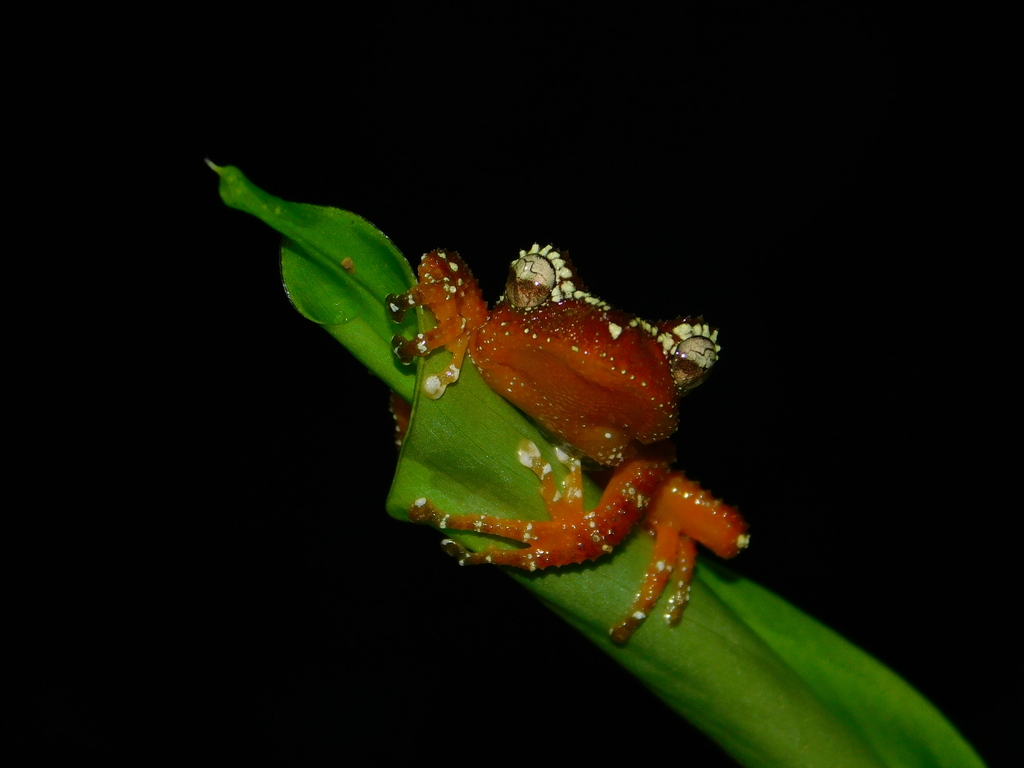 Pearly Tree Frog from Kabupaten Sukabumi, Jawa Barat, Indonesia on July ...