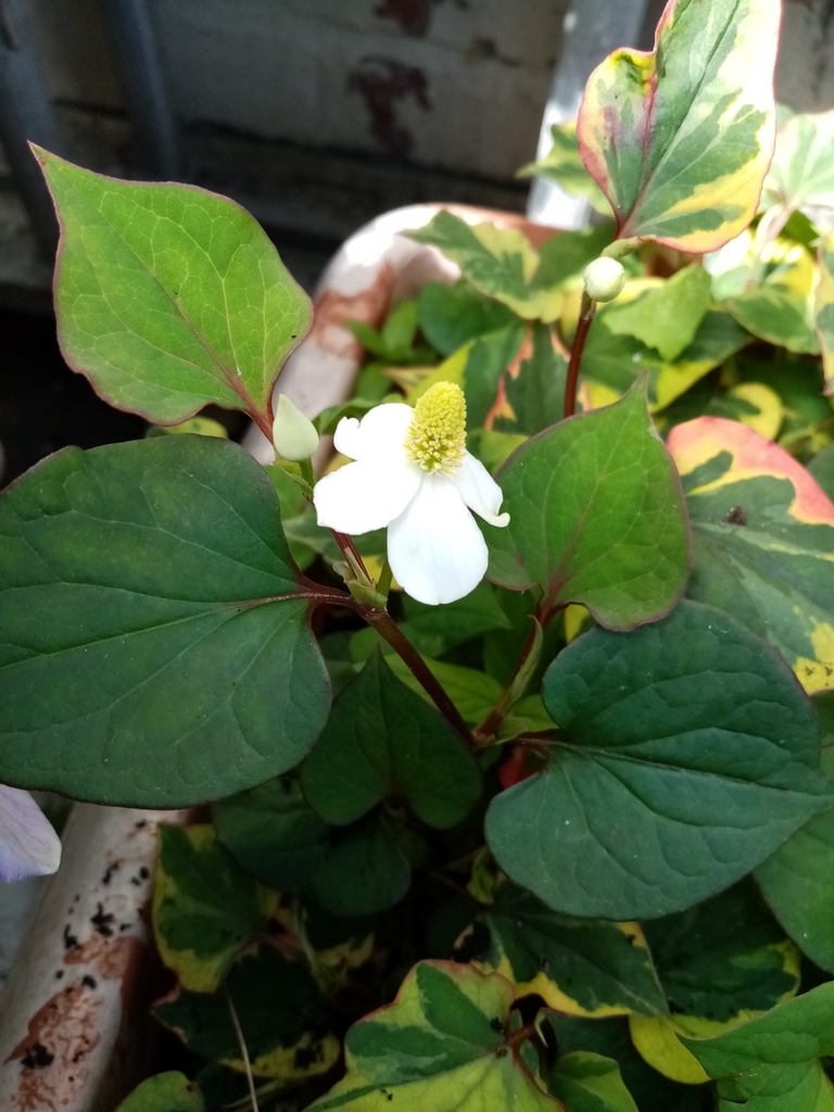 Chameleon Plant from Newbiggin-by-the-Sea, UK on July 07, 2022 at 11:05 ...