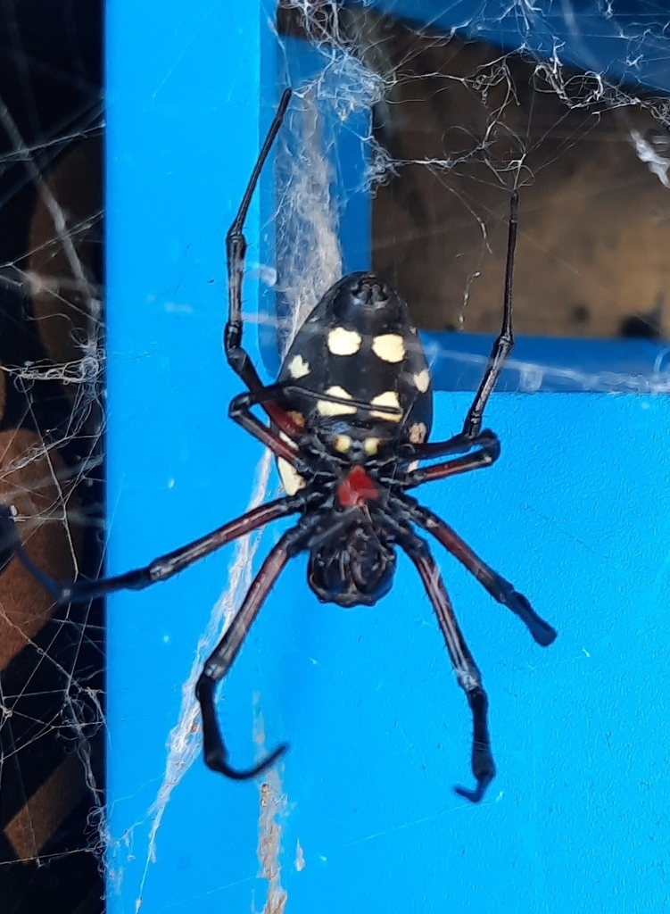 African Hermit Spider from Igava, Tanzania on June 5, 2022 at 02:23 PM ...
