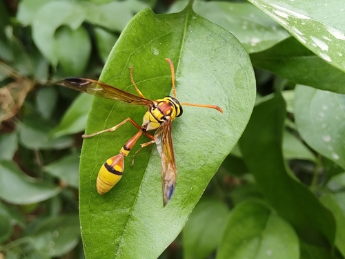 Arabian Mud Wasp (Subspecies Delta esuriens gracile) · iNaturalist