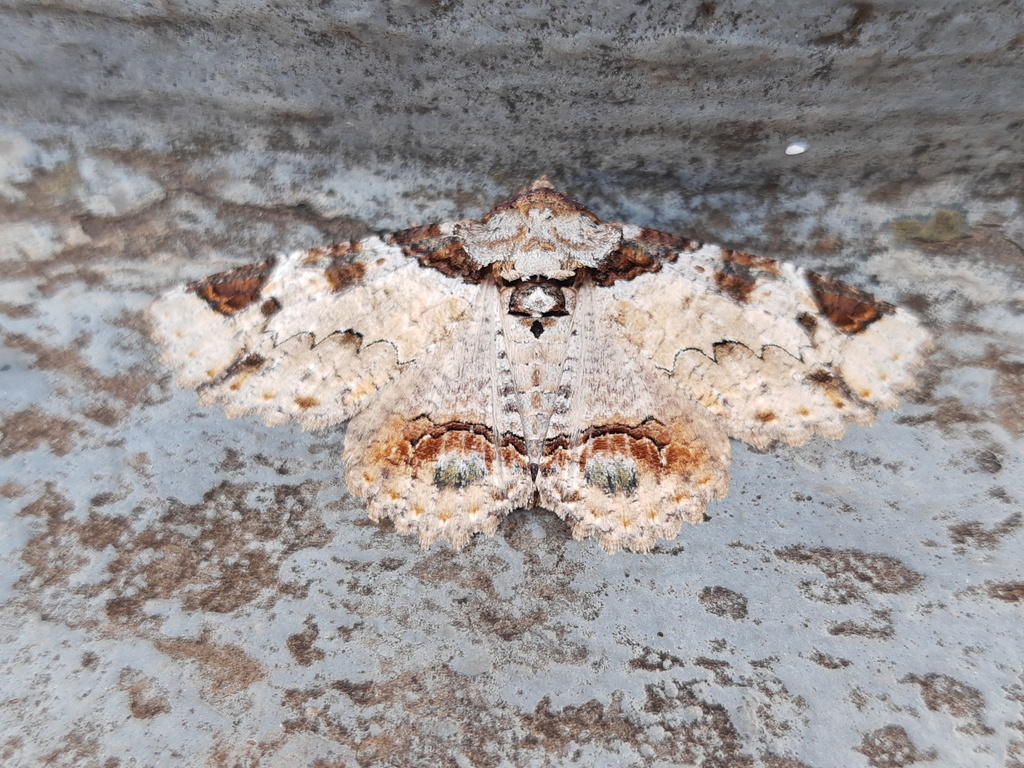 Zale galactea from Centro, Pato Branco - PR, Brasil on June 26, 2022 at ...