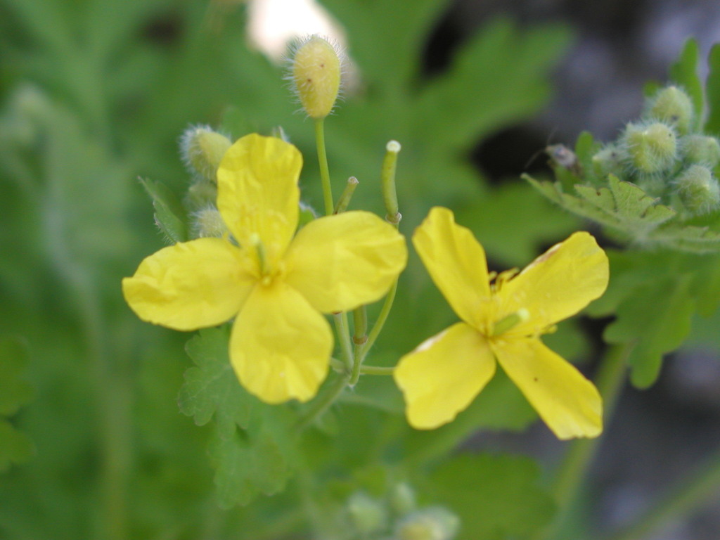 Greater celandine from Батсүмбэр, Монгол Улс on June 11, 2019 by ...
