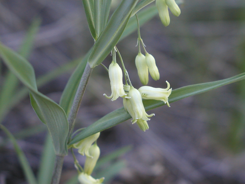 Polygonatum sibiricum from Батсүмбэр, Монгол Улс on June 11, 2019 by ...