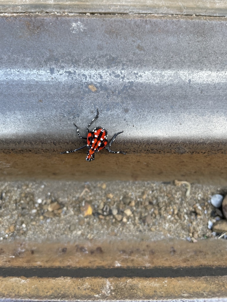 Spotted Lanternfly from Rutgers University - Newark, Newark, NJ, US on ...