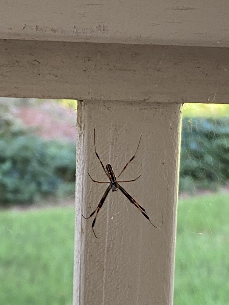 Golden Silk Spider from Quail Call Dr, Tallahassee, FL, US on July 7 ...