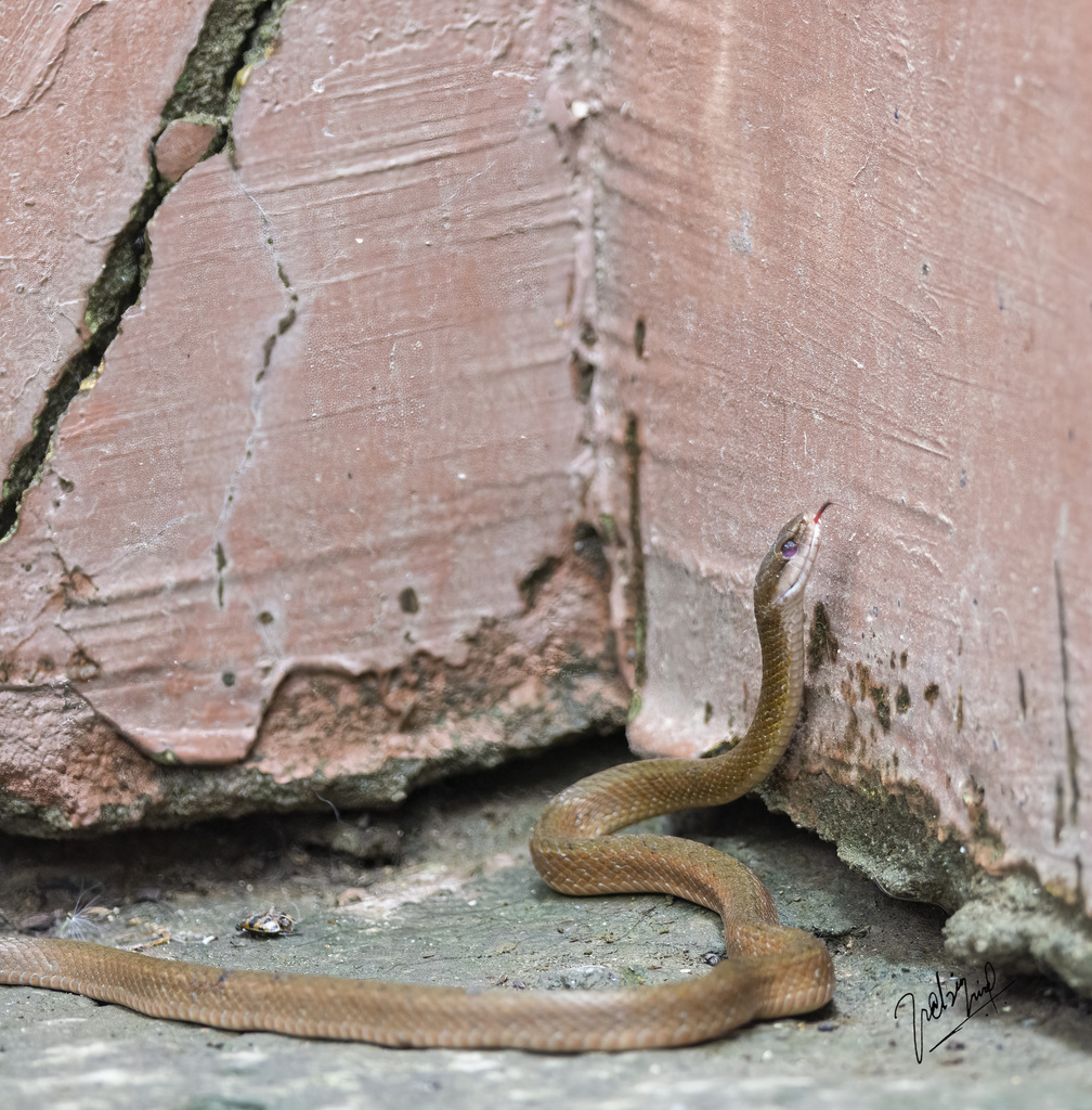 Himalayan Keelback from Ramkot, Nagarjun 44600, Nepal on July 3, 2022 ...