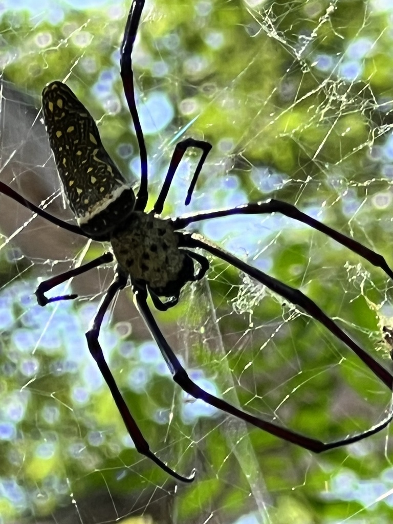 Batik Golden Web Spider from Singapore Island, SG on July 7, 2022 at 11 ...